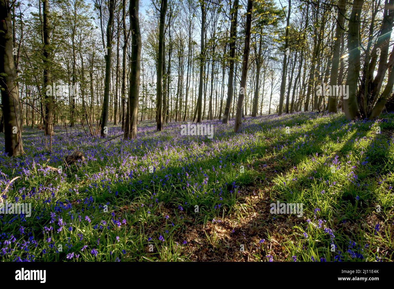 Bluebells in woodland in Yorkshire, northern England Stock Photo - Alamy