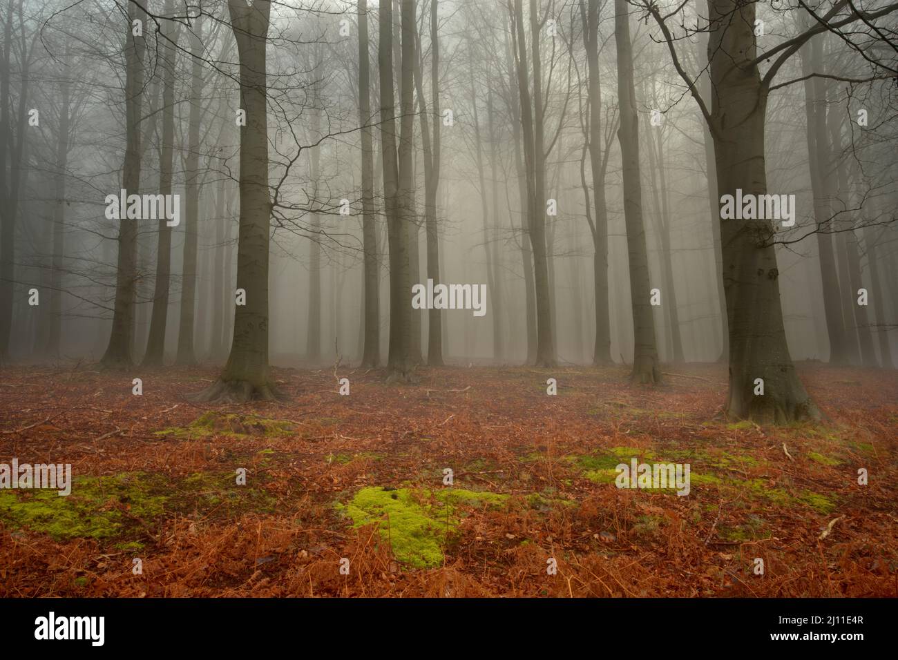 Trees in misty woodland in Yorkshire, northern England Stock Photo - Alamy