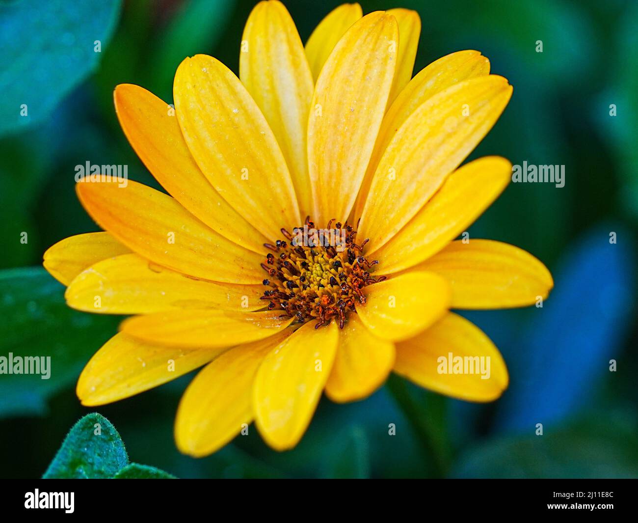 Flora first blooms spring hi-res stock photography and images - Alamy