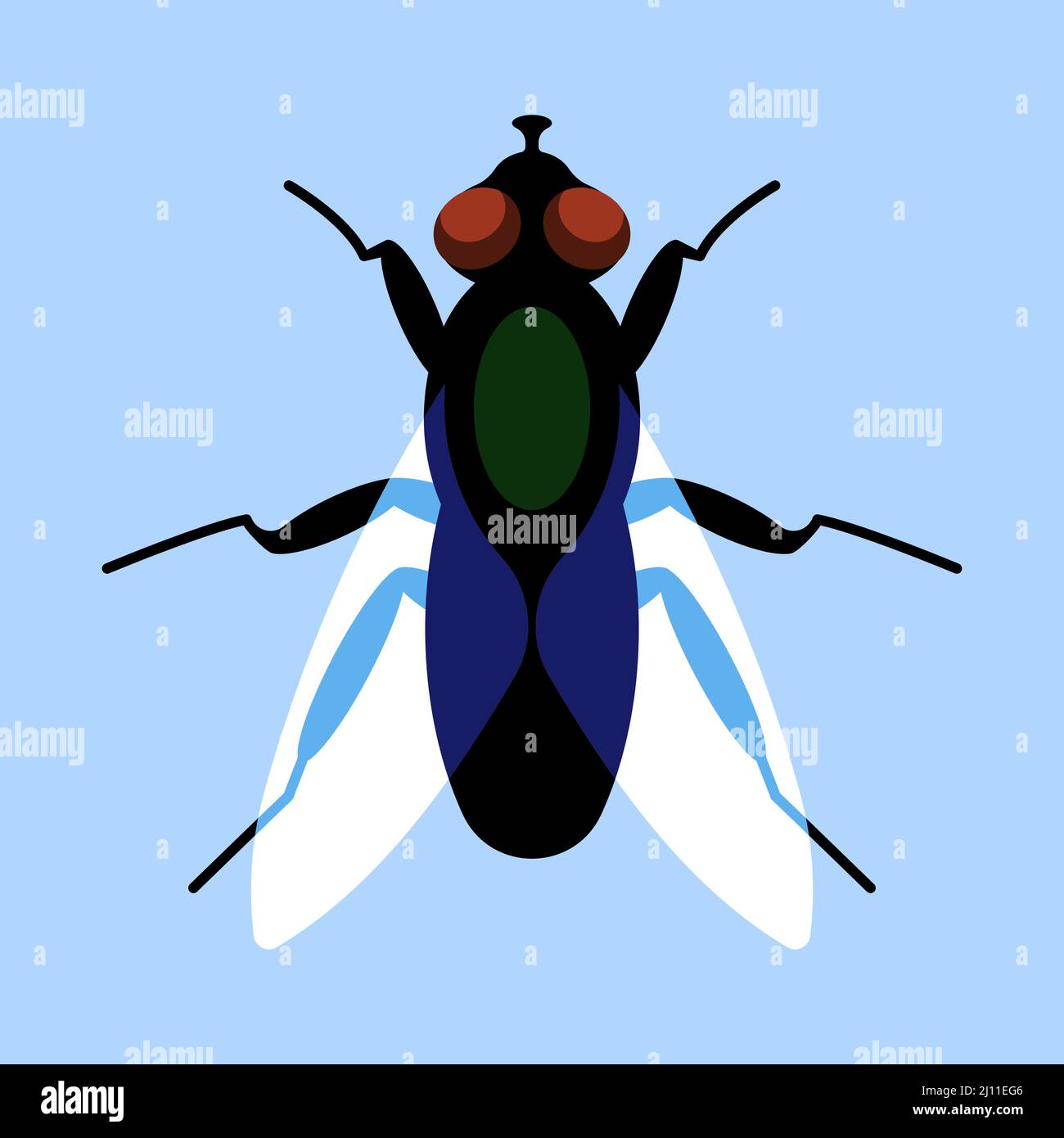 Fly with wings, top view. Vector fly in the original flat style. blue ...