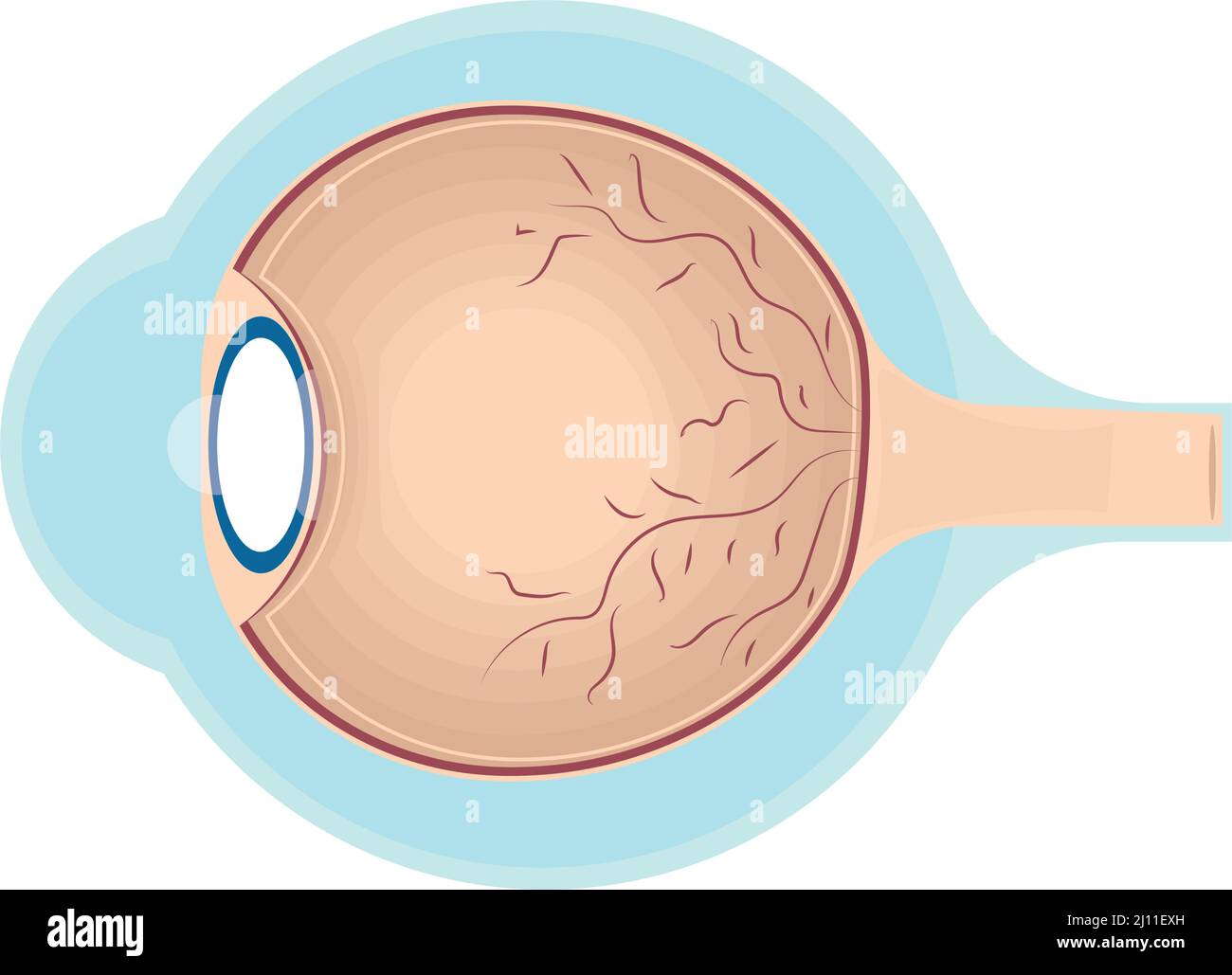 Illustration structure human eye parts hi-res stock photography and ...