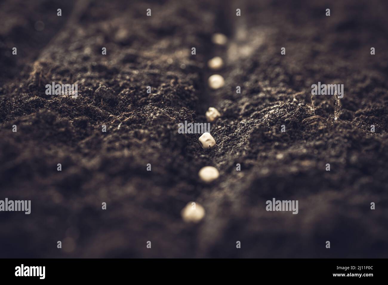 Growing vegetable seeds on seed soil in horticulture garden metaphor ...