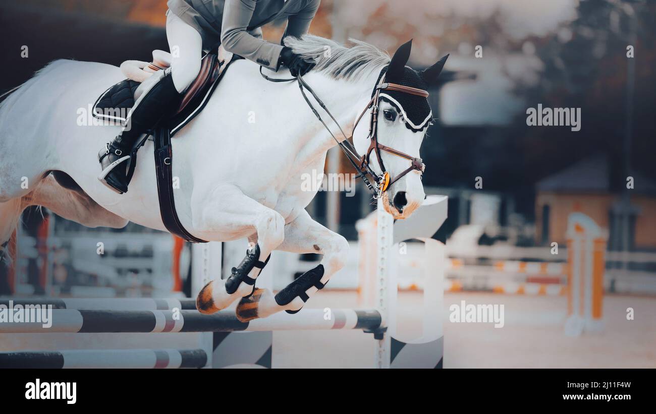 A beautiful fast racehorse with a rider in the saddle jumps over a ...