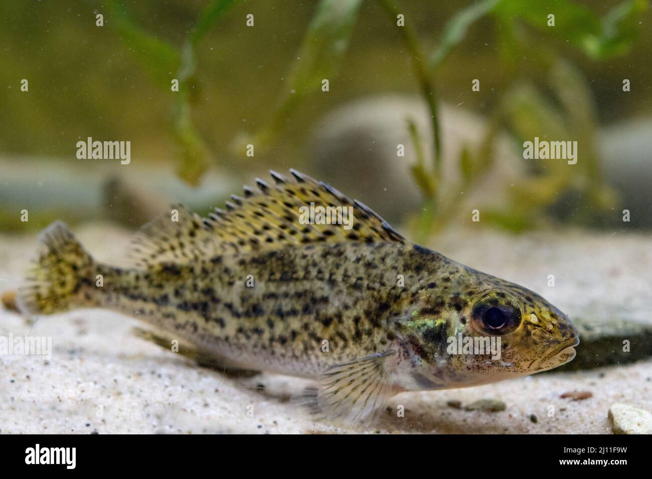 River ruffe hi-res stock photography and images - Alamy