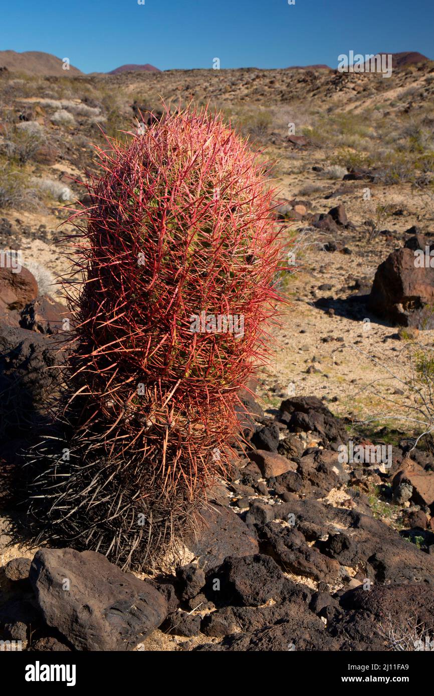 California barrel cactus (Ferocactus cylindraceus) near Willow Wash ...