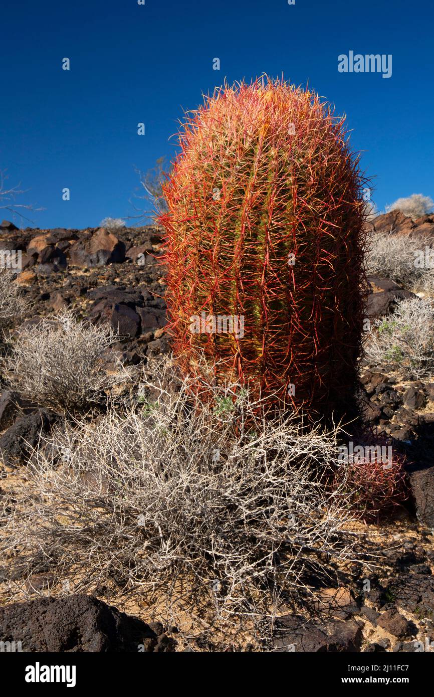 California barrel cactus (Ferocactus cylindraceus) near Willow Wash ...