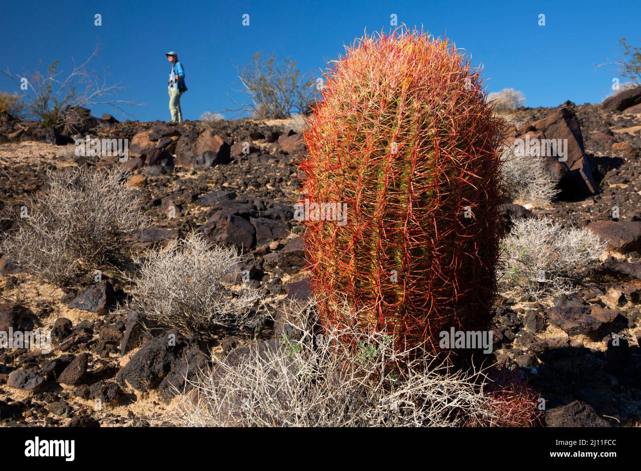 California barrel cactus (Ferocactus cylindraceus) near Willow Wash ...