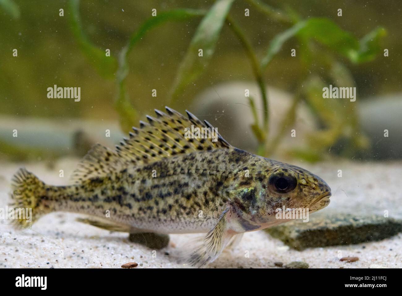 River ruffe hi-res stock photography and images - Alamy
