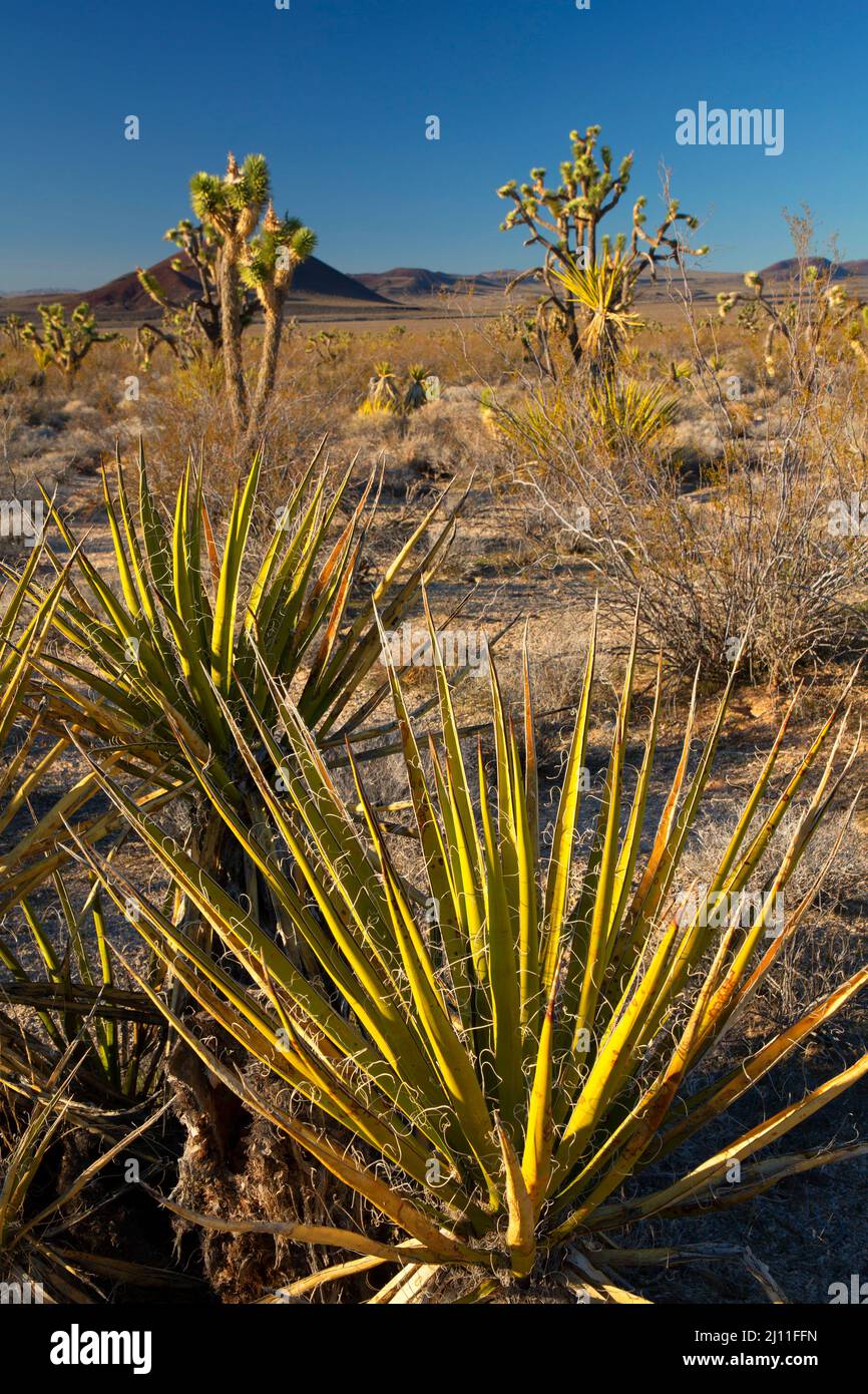 Mojave yucca (Yucca schidigera) with Joshua tree (Yucca brevifolia ...