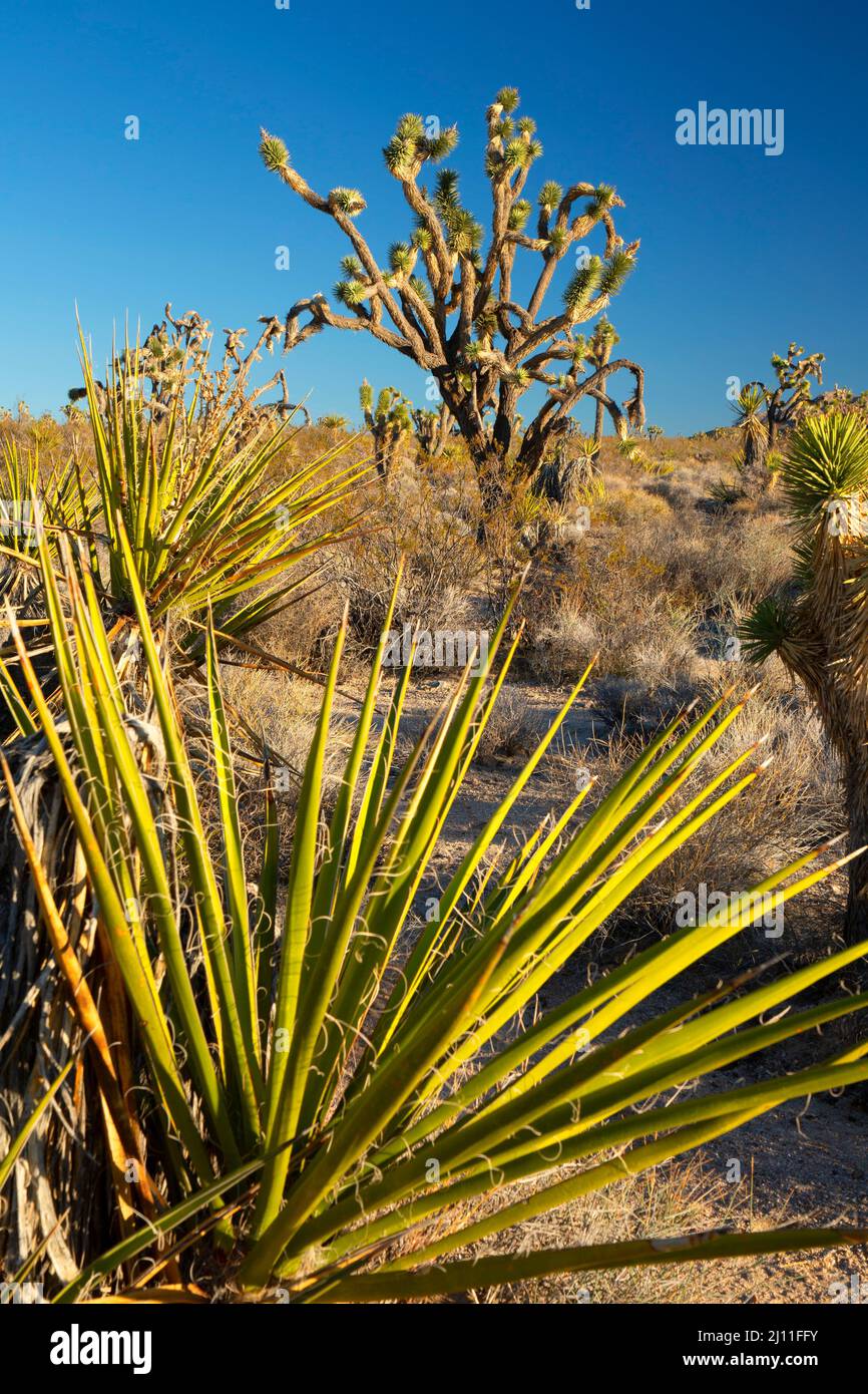 Mojave yucca (Yucca schidigera) with Joshua tree (Yucca brevifolia ...