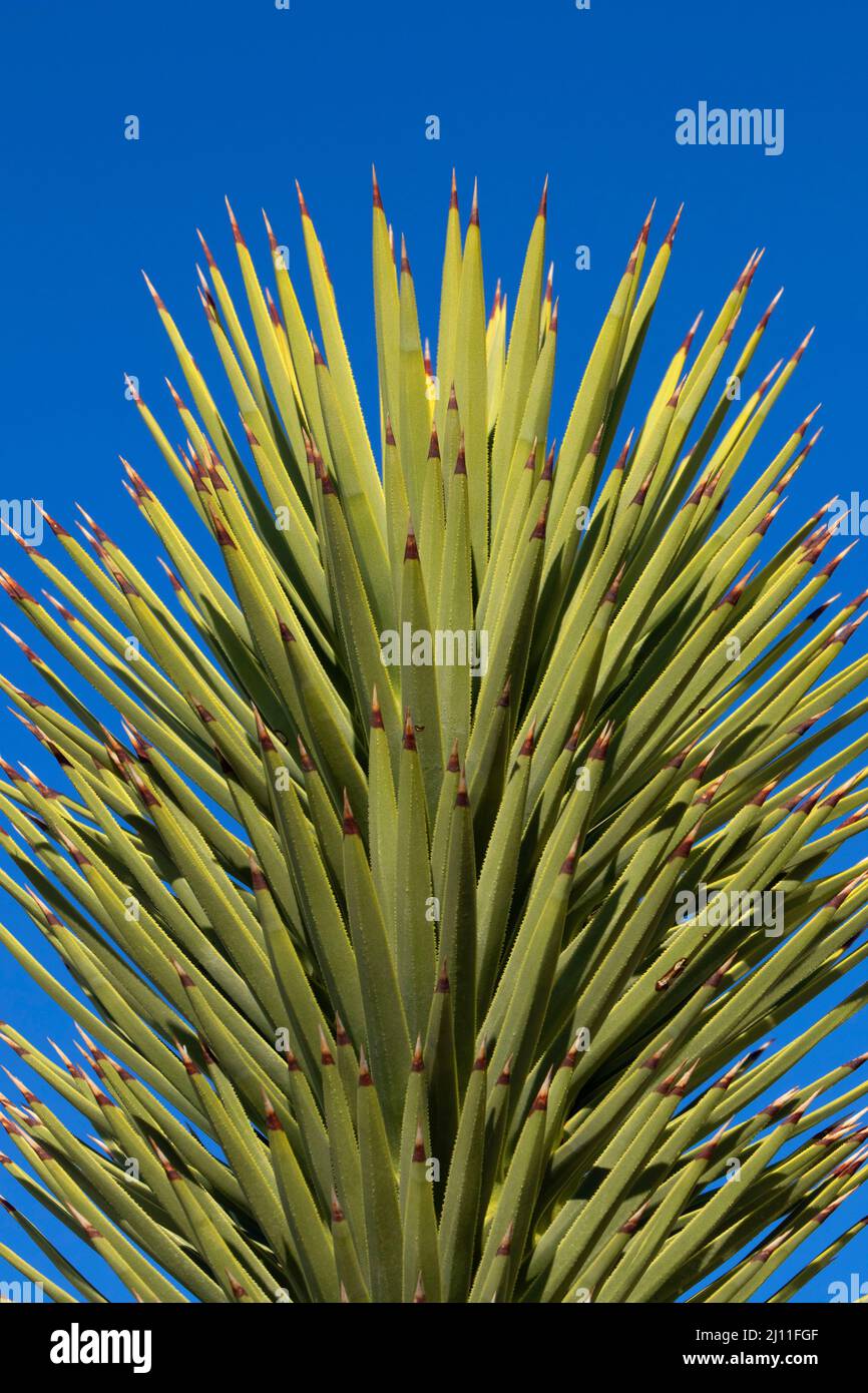 Joshua tree (Yucca brevifolia), Mojave Wilderness, Mojave National ...