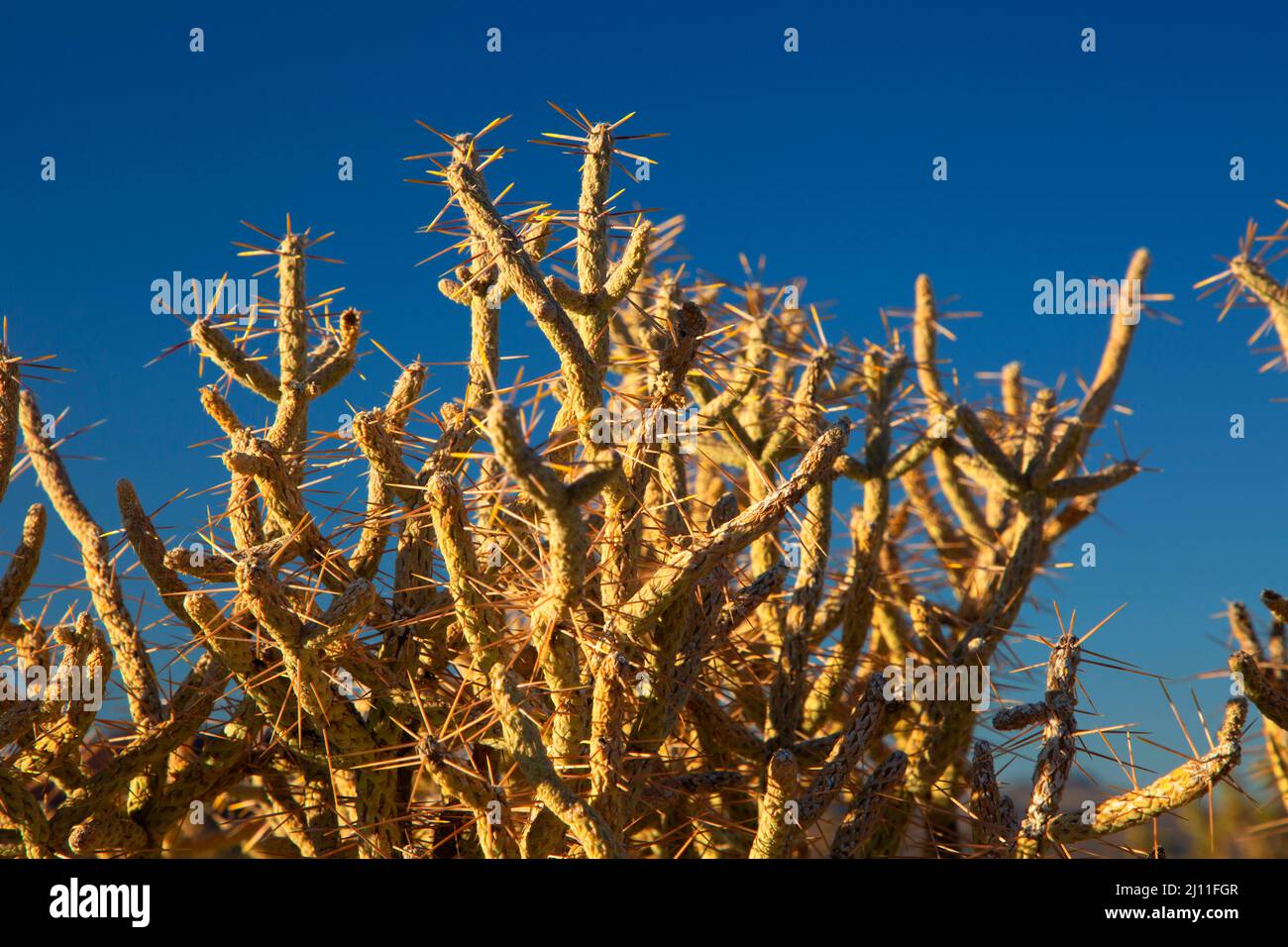 Pencil Cholla (Cylindropuntia ramosissima), Mojave Wilderness, Mojave ...