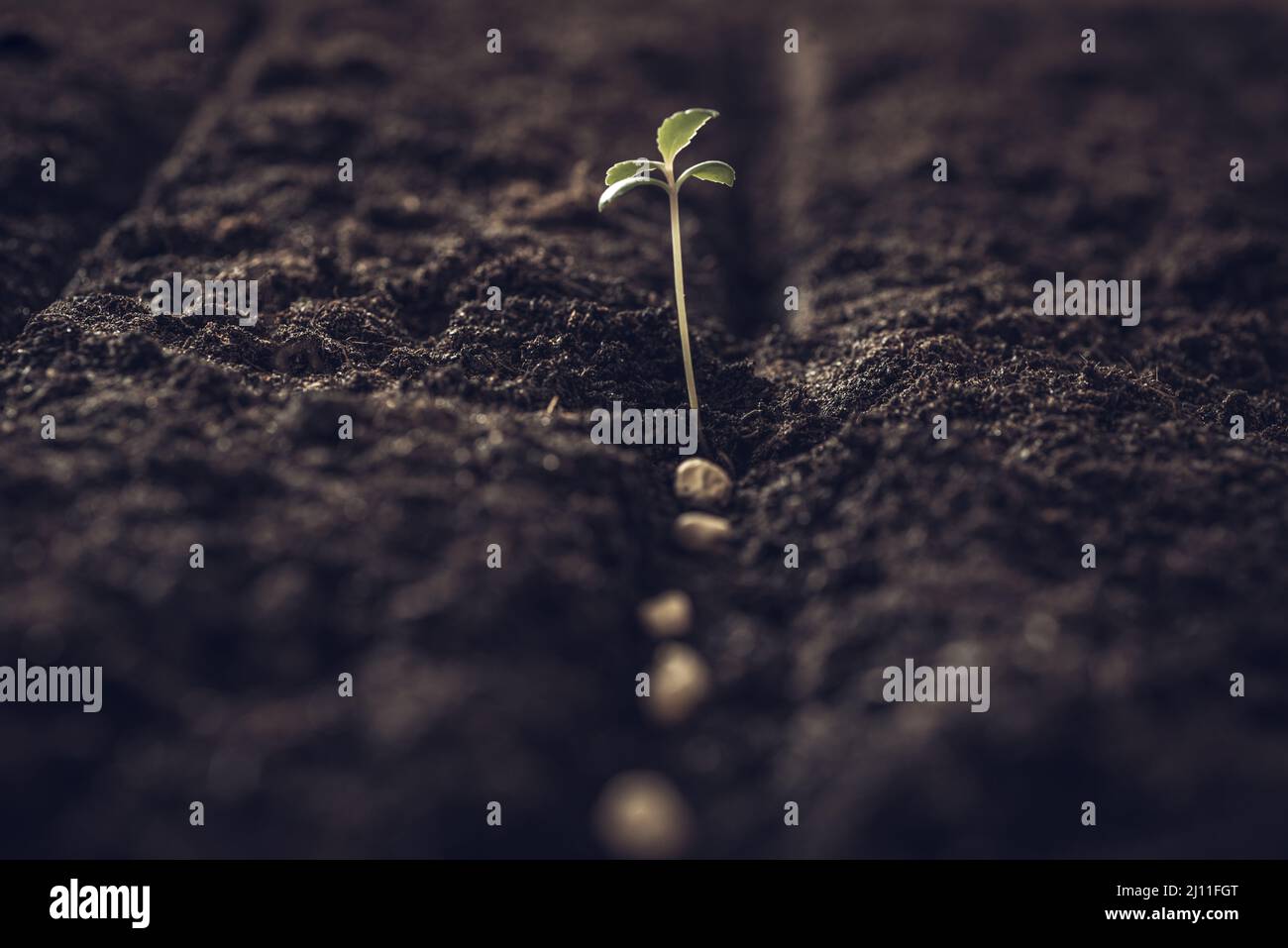 Seeds in the soil on open ground. Planting seeds Stock Photo - Alamy