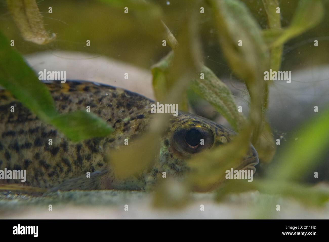 River ruffe hi-res stock photography and images - Alamy
