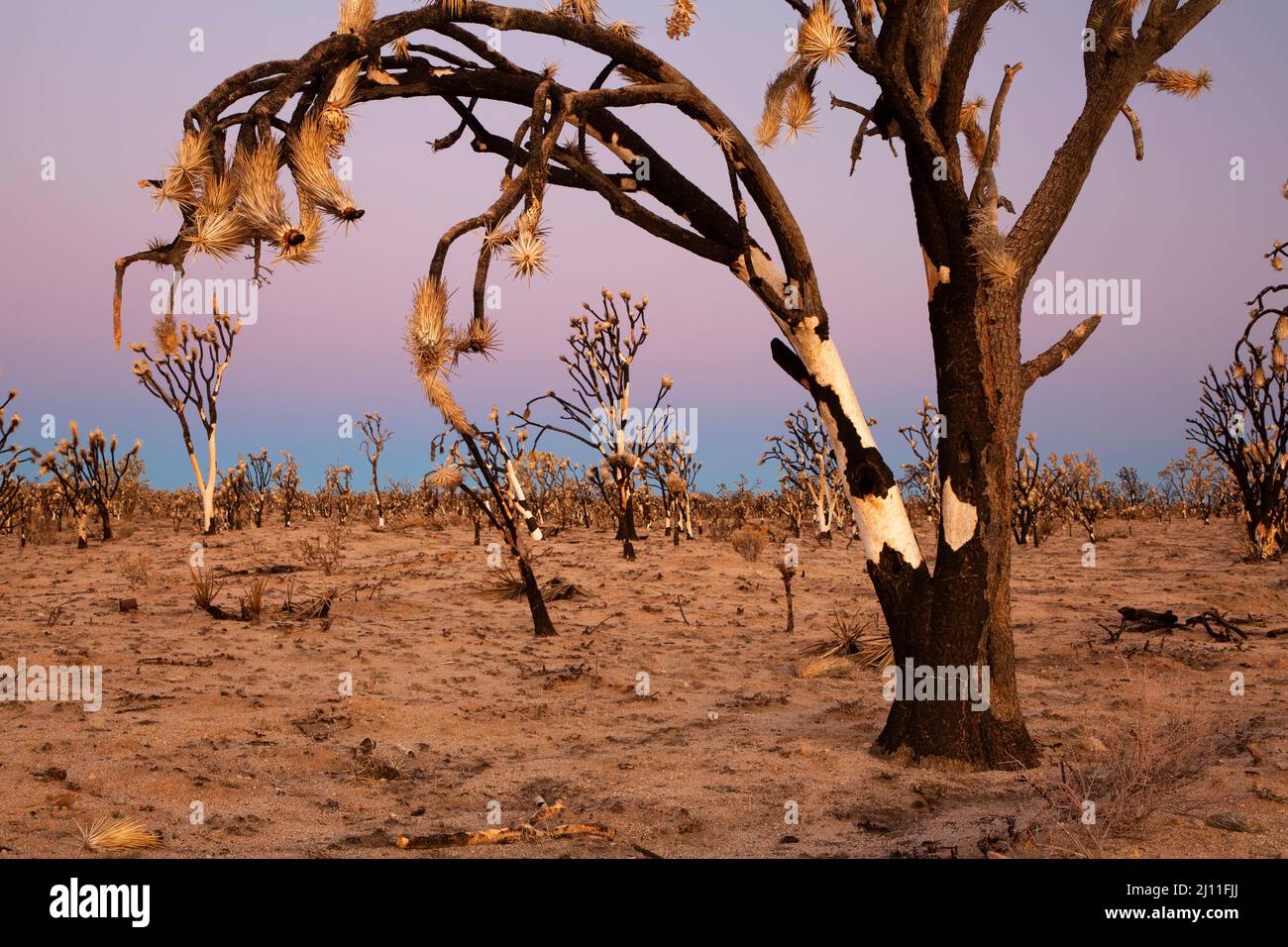 Burned Joshua tree (Yucca brevifolia) dawn at Dome Fire, Mojave ...