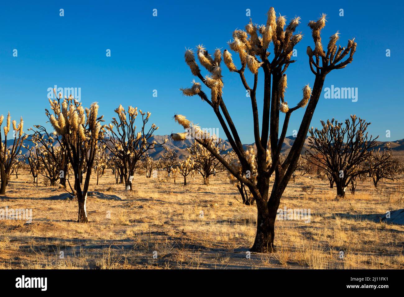 Burned Joshua tree (Yucca brevifolia) at Dome Fire along Teutonia Peak ...