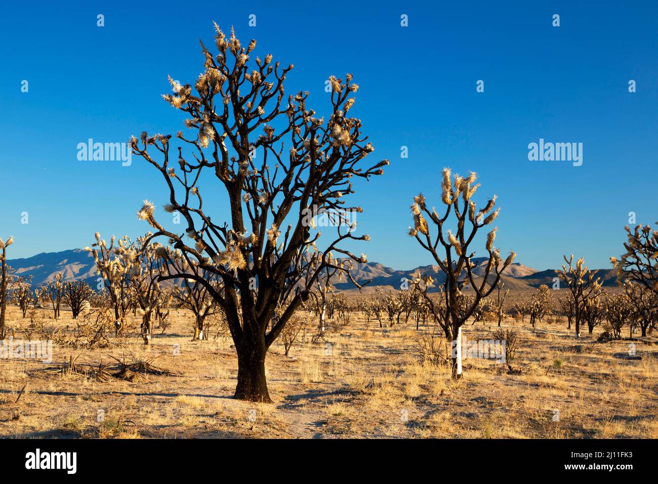 Burned Joshua tree (Yucca brevifolia) at Dome Fire along Teutonia Peak ...