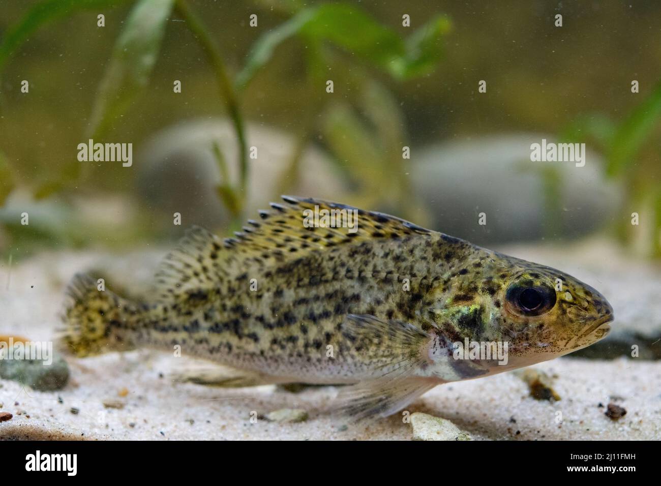 River ruffe hi-res stock photography and images - Alamy