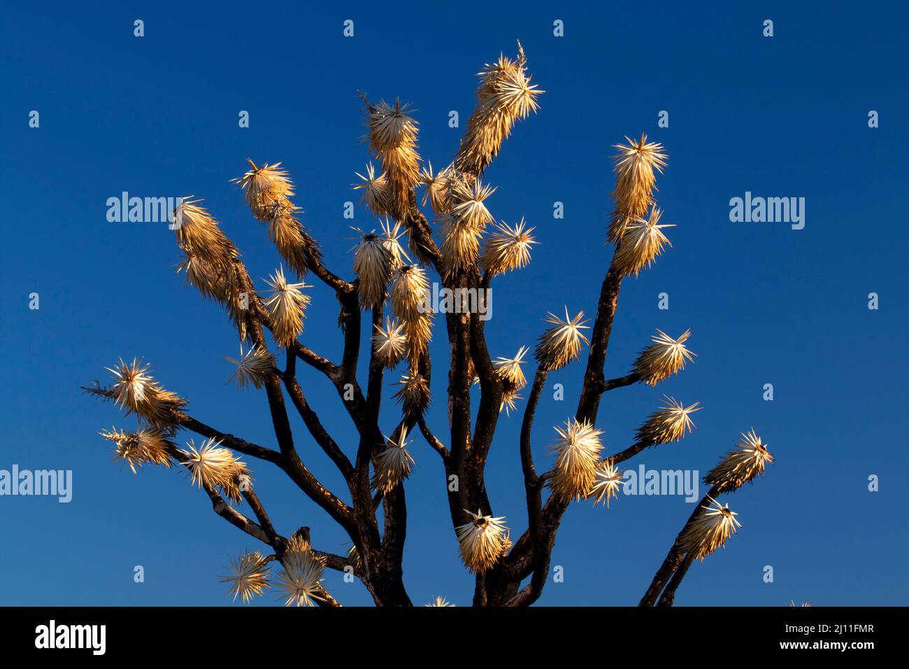 Burned Joshua tree (Yucca brevifolia) at Dome Fire along Teutonia Peak ...