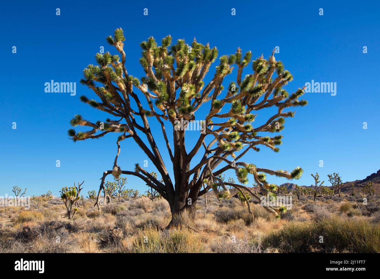 Joshua tree (Yucca brevifolia), Mojave National Preserve, California ...