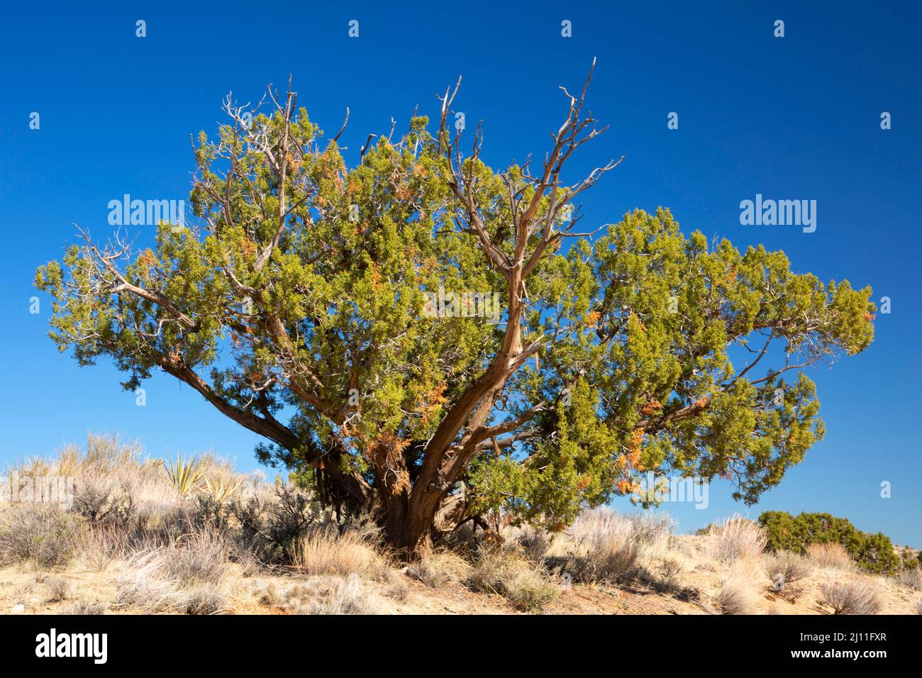 Juniper near Rock Springs, Mojave National Preserve, California Stock ...