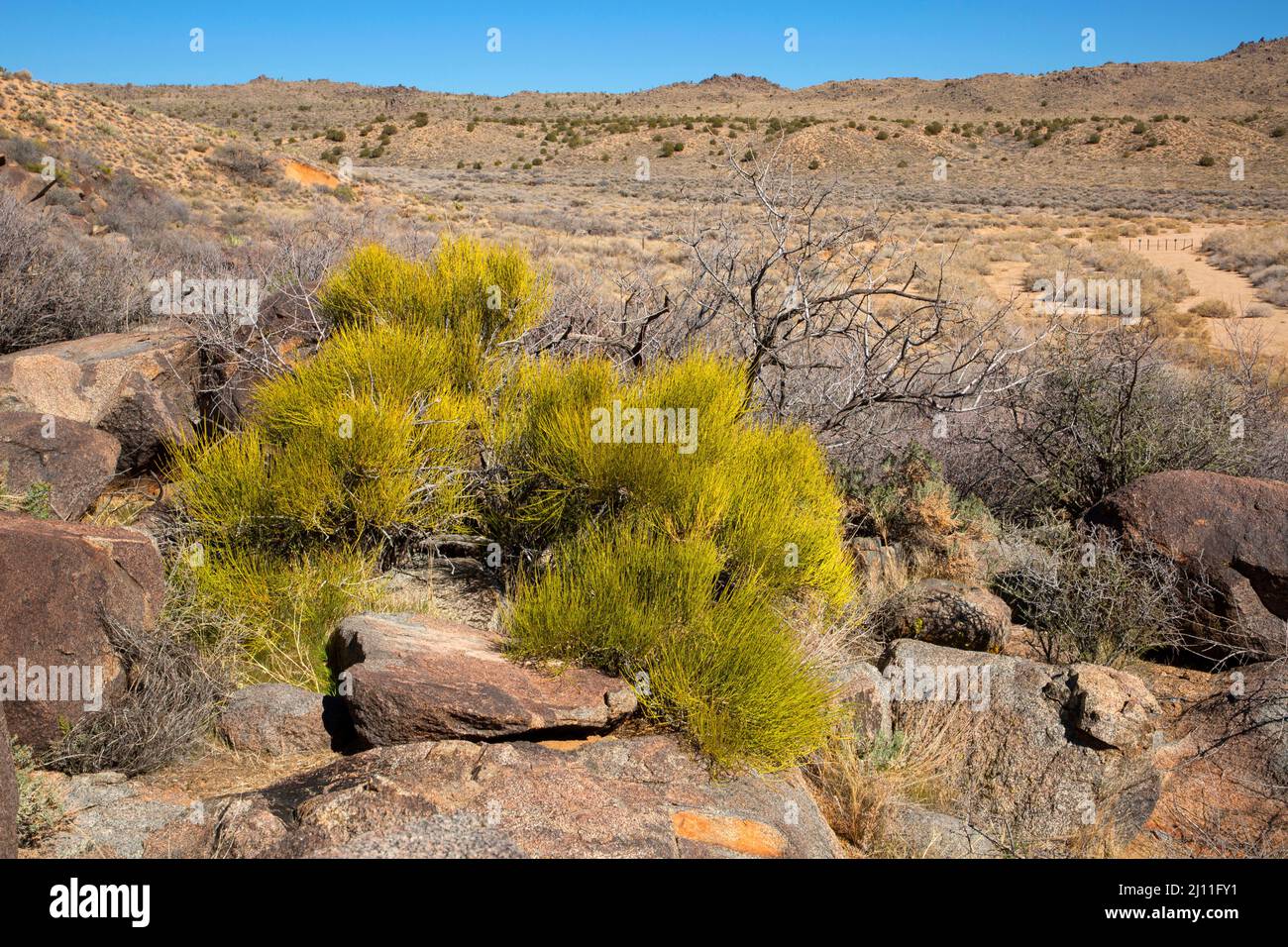 Morman tea hi-res stock photography and images - Alamy