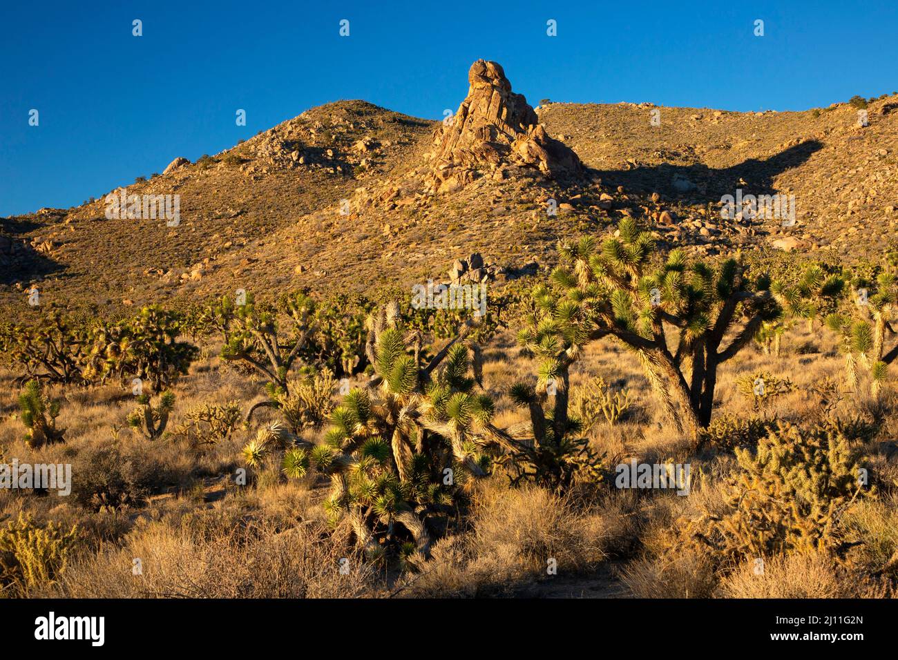 Mid Hills monolith with Joshua tree (Yucca brevifolia), Mojave National ...