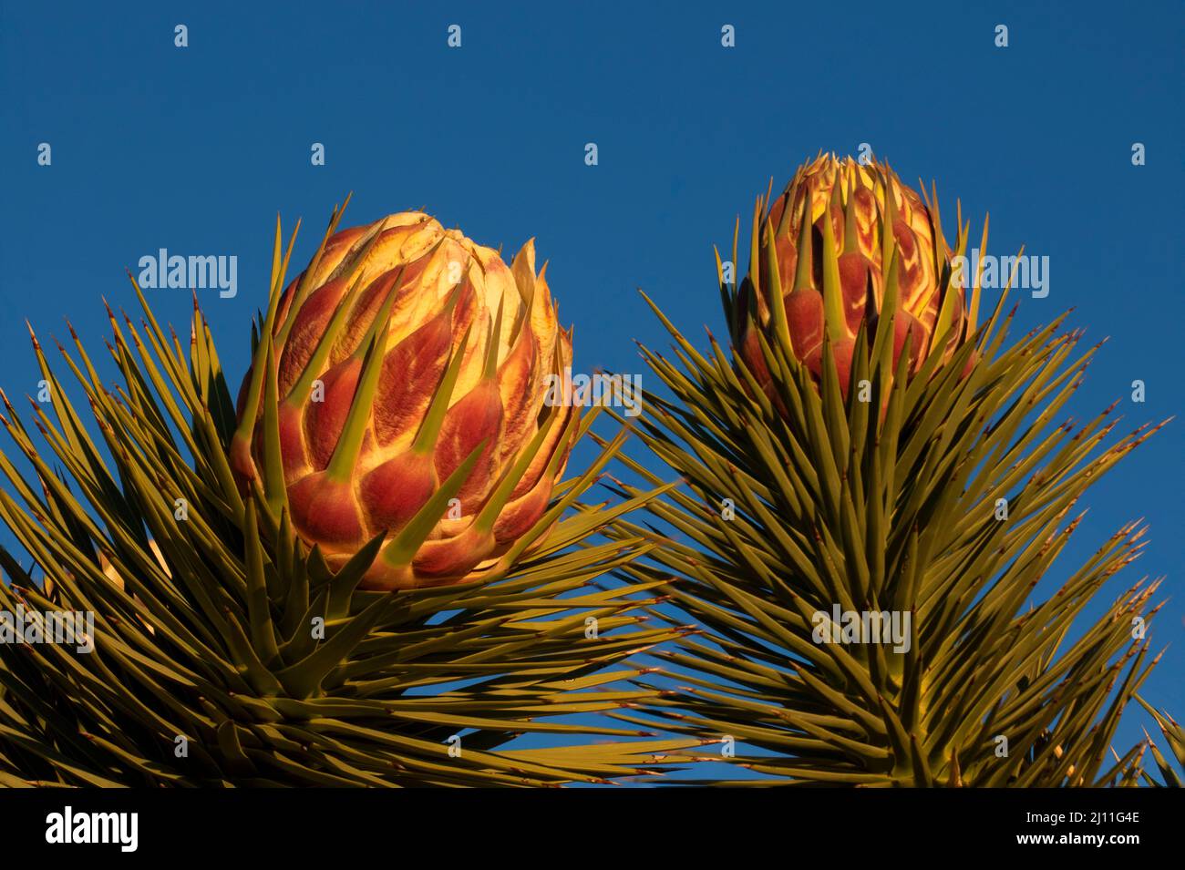 Joshua tree (Yucca brevifolia) bud, Mojave Wilderness, Mojave National ...