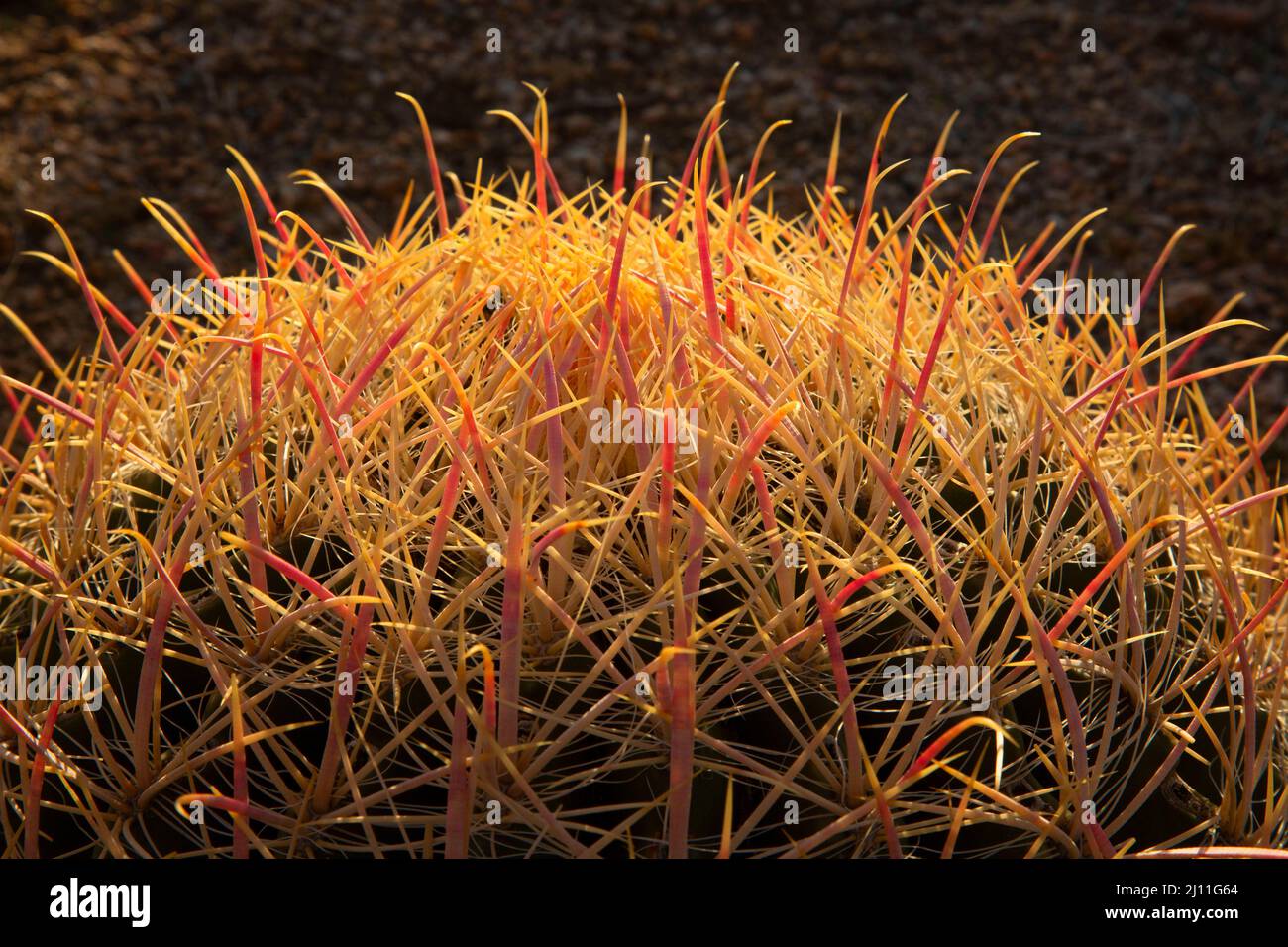 California barrel cactus (Ferocactus cylindraceus), Mojave Wilderness ...