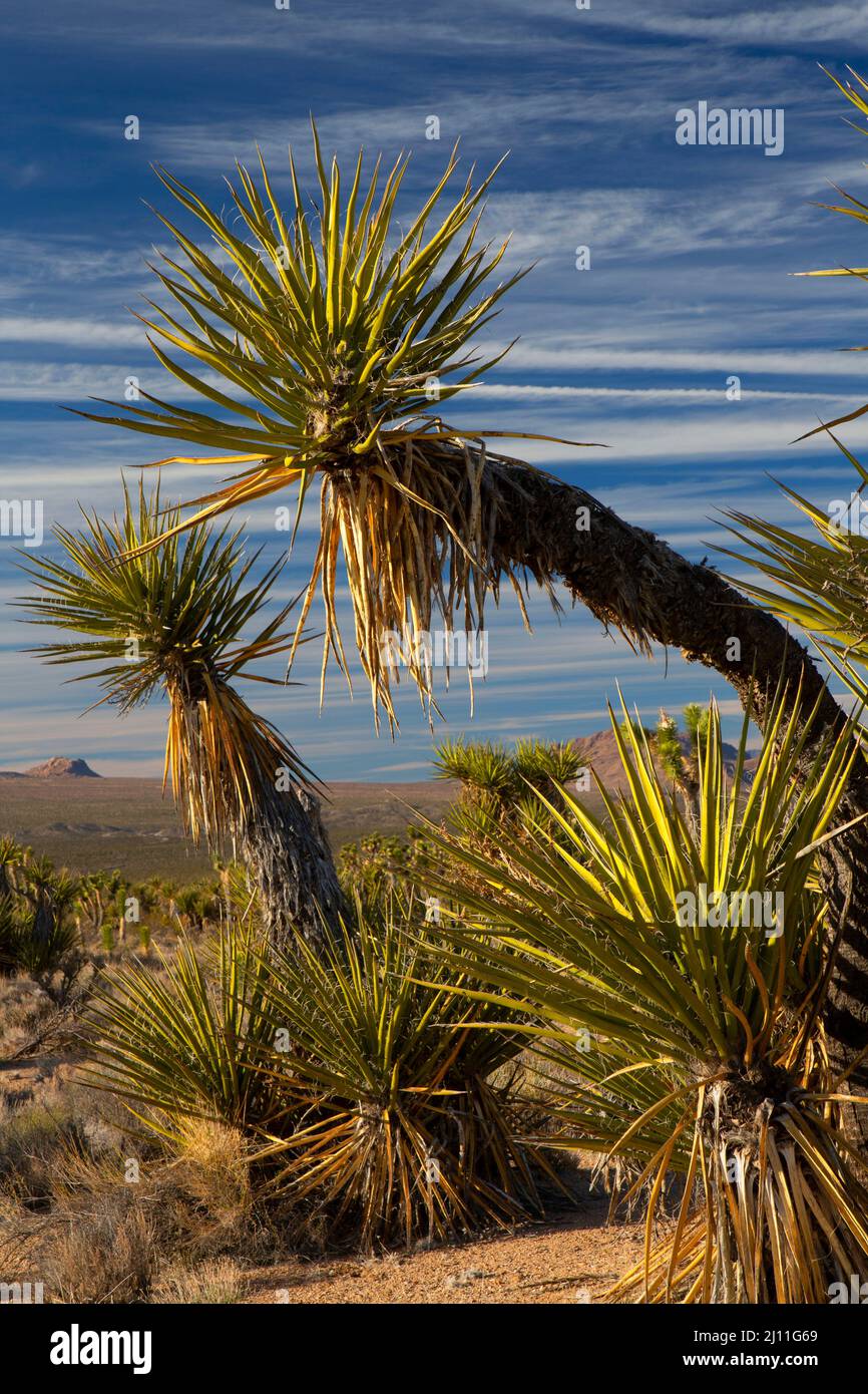 Mojave yucca (Yucca schidigera), Mojave Wilderness, Mojave National ...