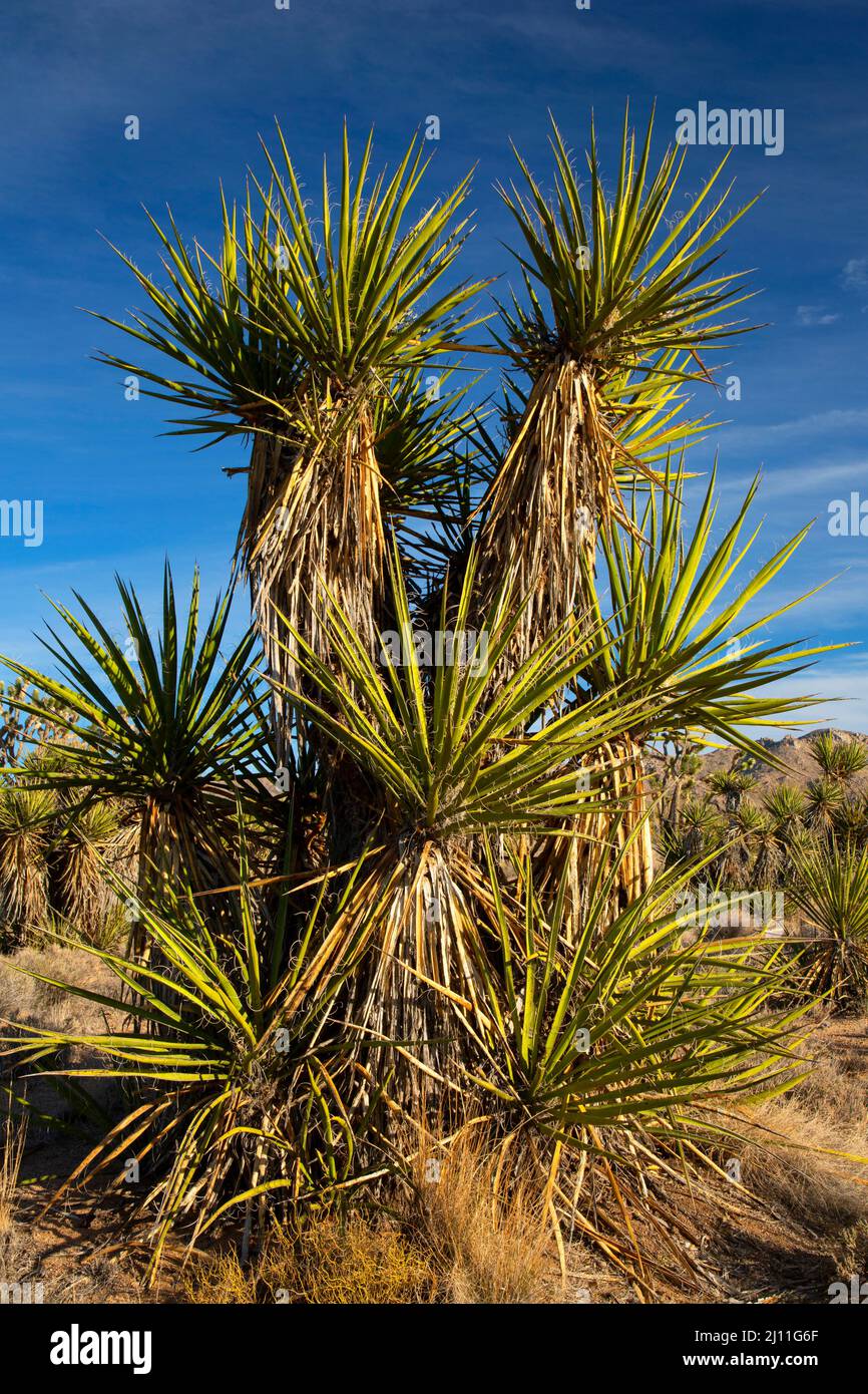 Mojave yucca (Yucca schidigera), Mojave Wilderness, Mojave National ...