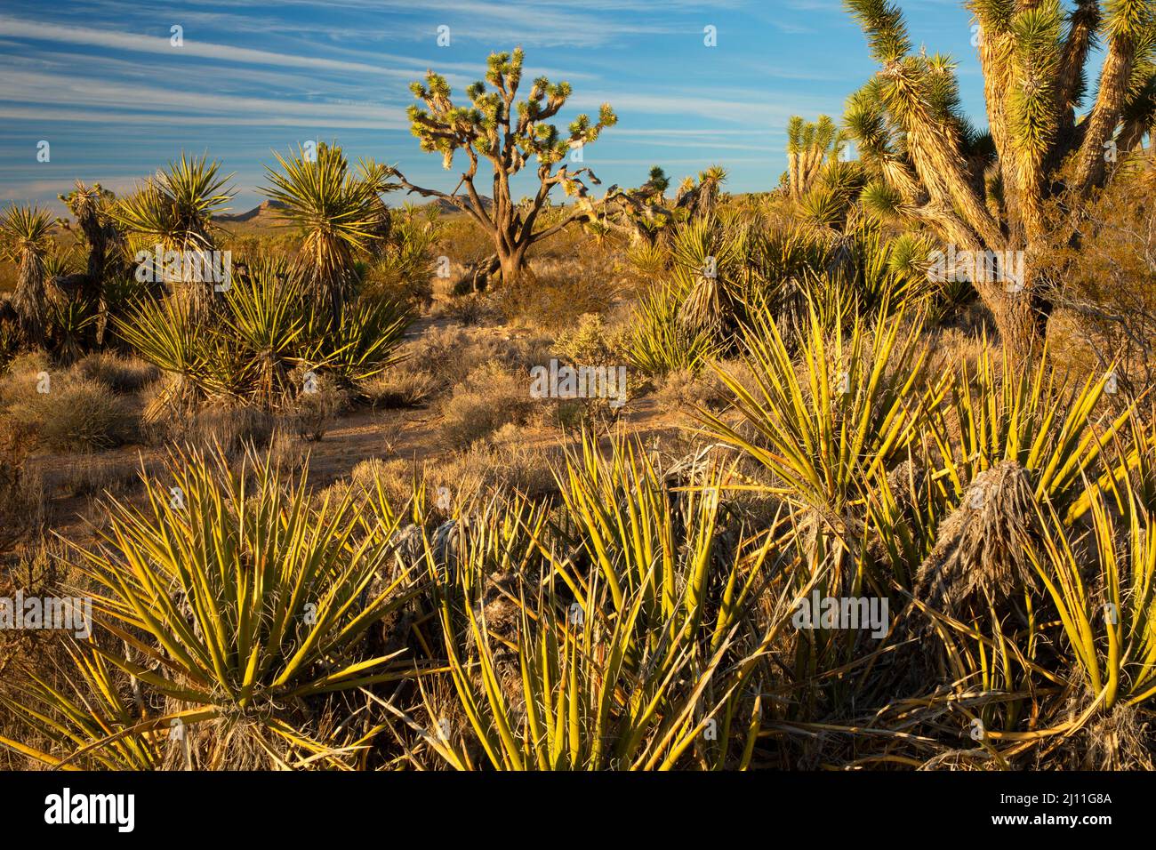 Mojave yucca (Yucca schidigera) with Joshua tree (Yucca brevifolia ...