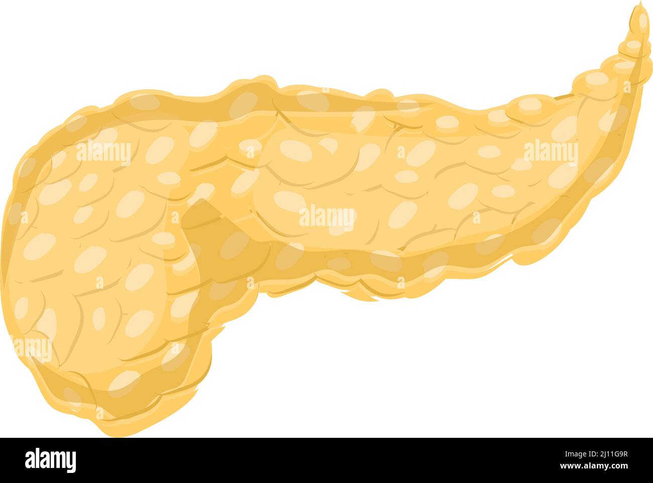 pancreas human body part Stock Vector Image & Art - Alamy
