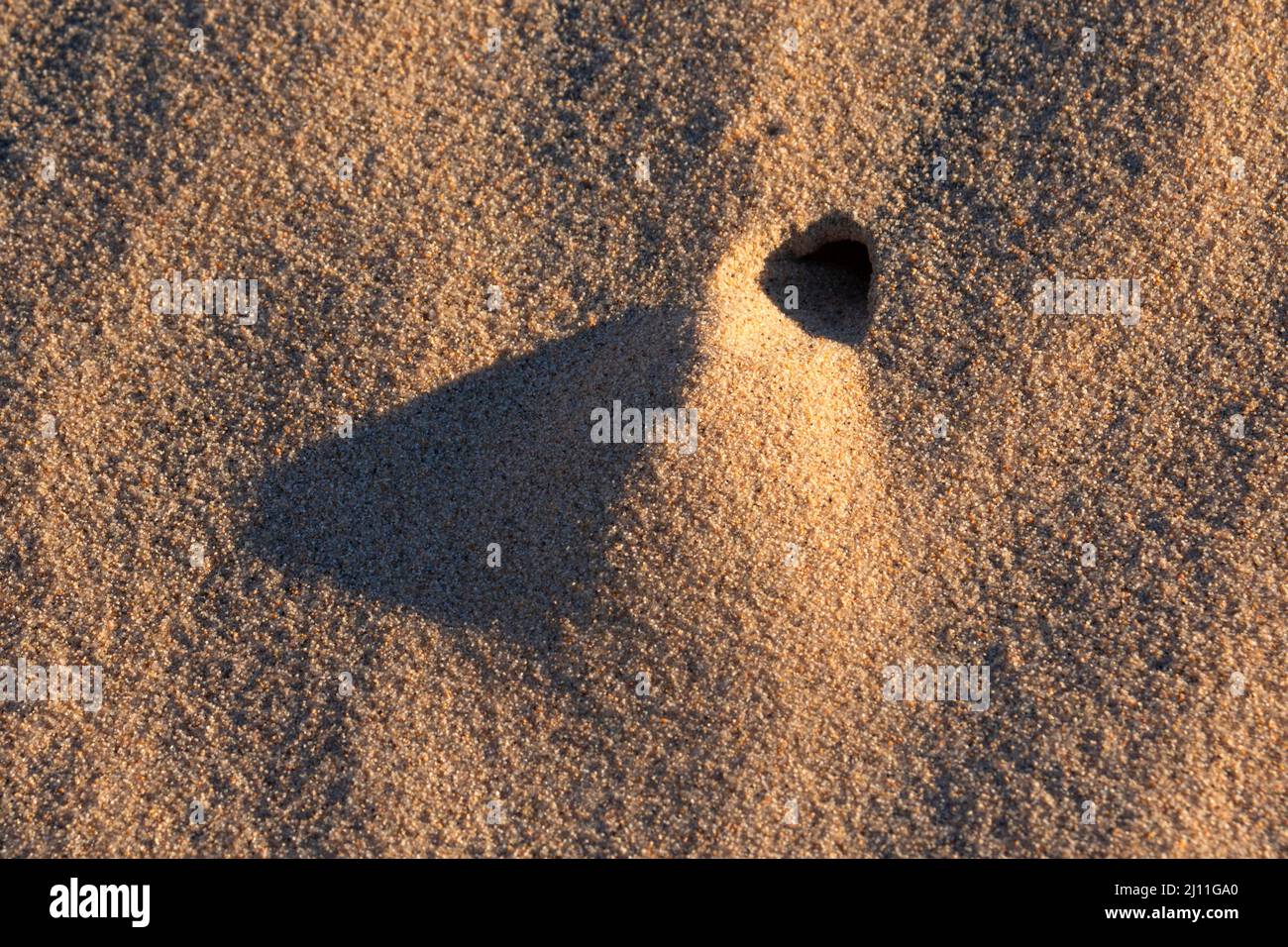 Insect burrow on Kelso Sand Dunes, Mojave Wilderness, Mojave National ...