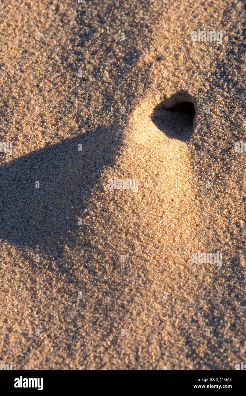Insect burrow on Kelso Sand Dunes, Mojave Wilderness, Mojave National ...