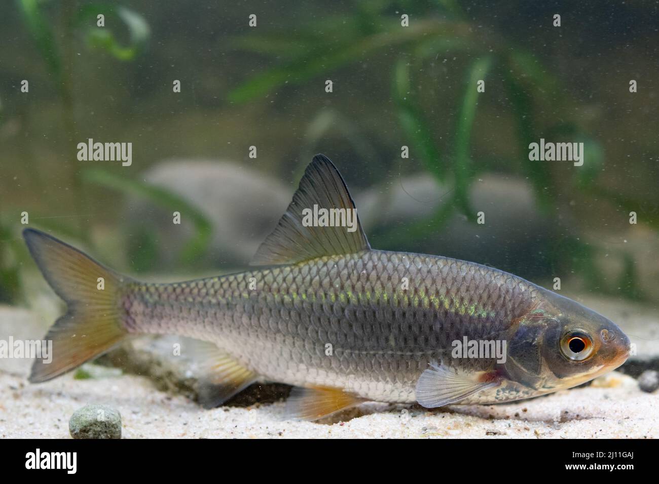 roach on the bottom of a pond Stock Photo - Alamy