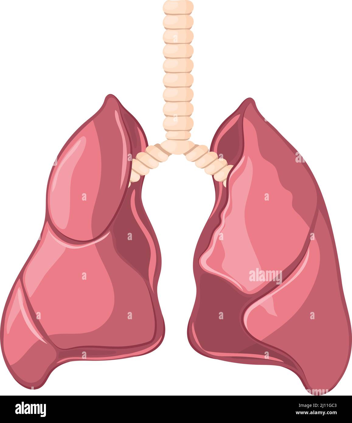 lungs human body part Stock Vector Image & Art - Alamy