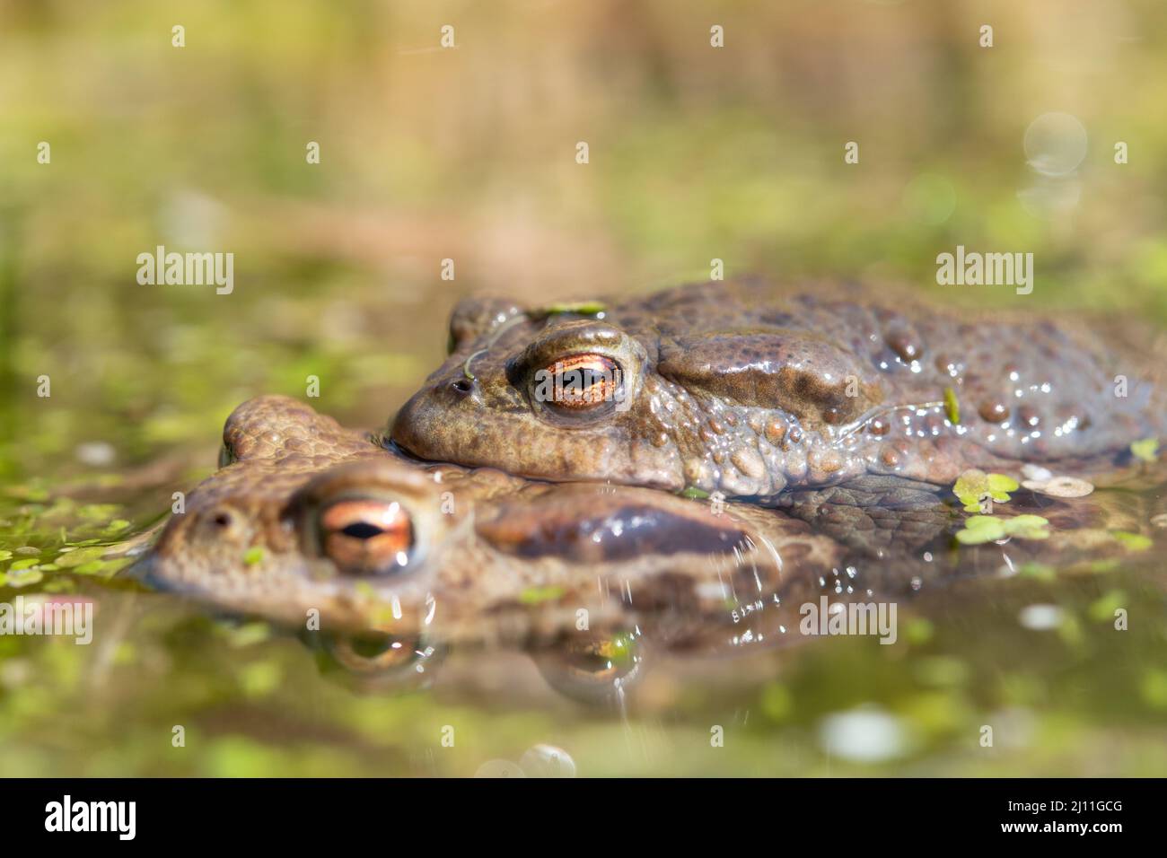 common toads breeding Stock Photo - Alamy
