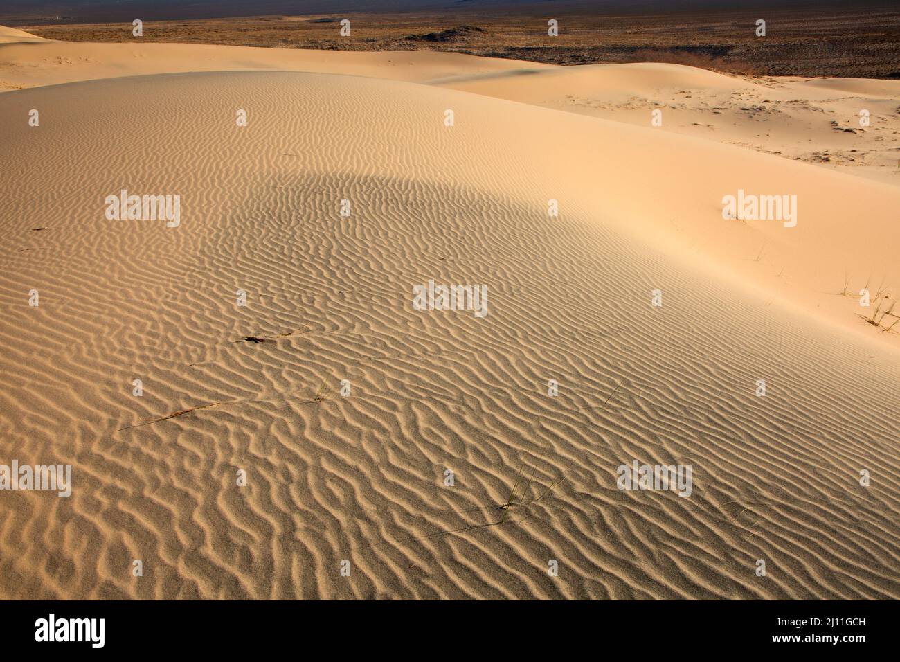 Kelso Sand Dunes, Mojave Wilderness, Mojave National Preserve ...