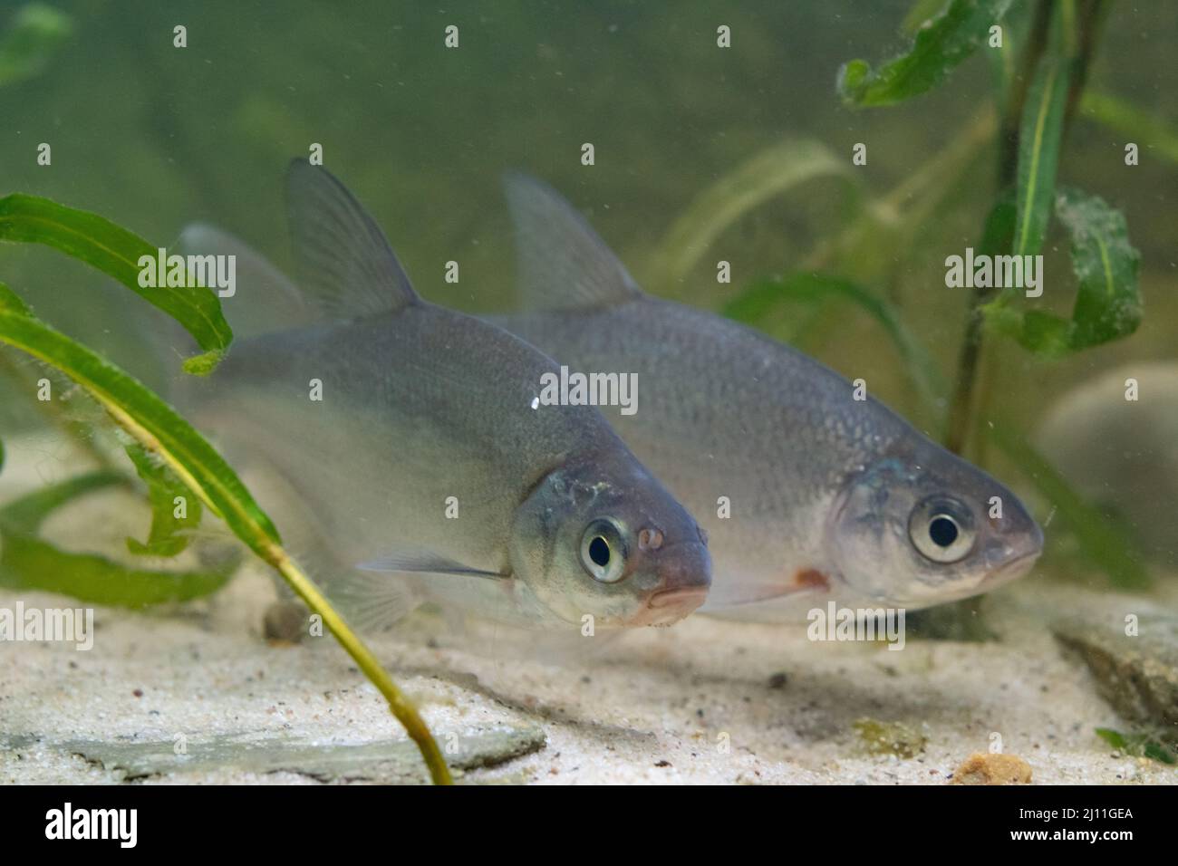Common bream left and silver bream right Stock Photo - Alamy