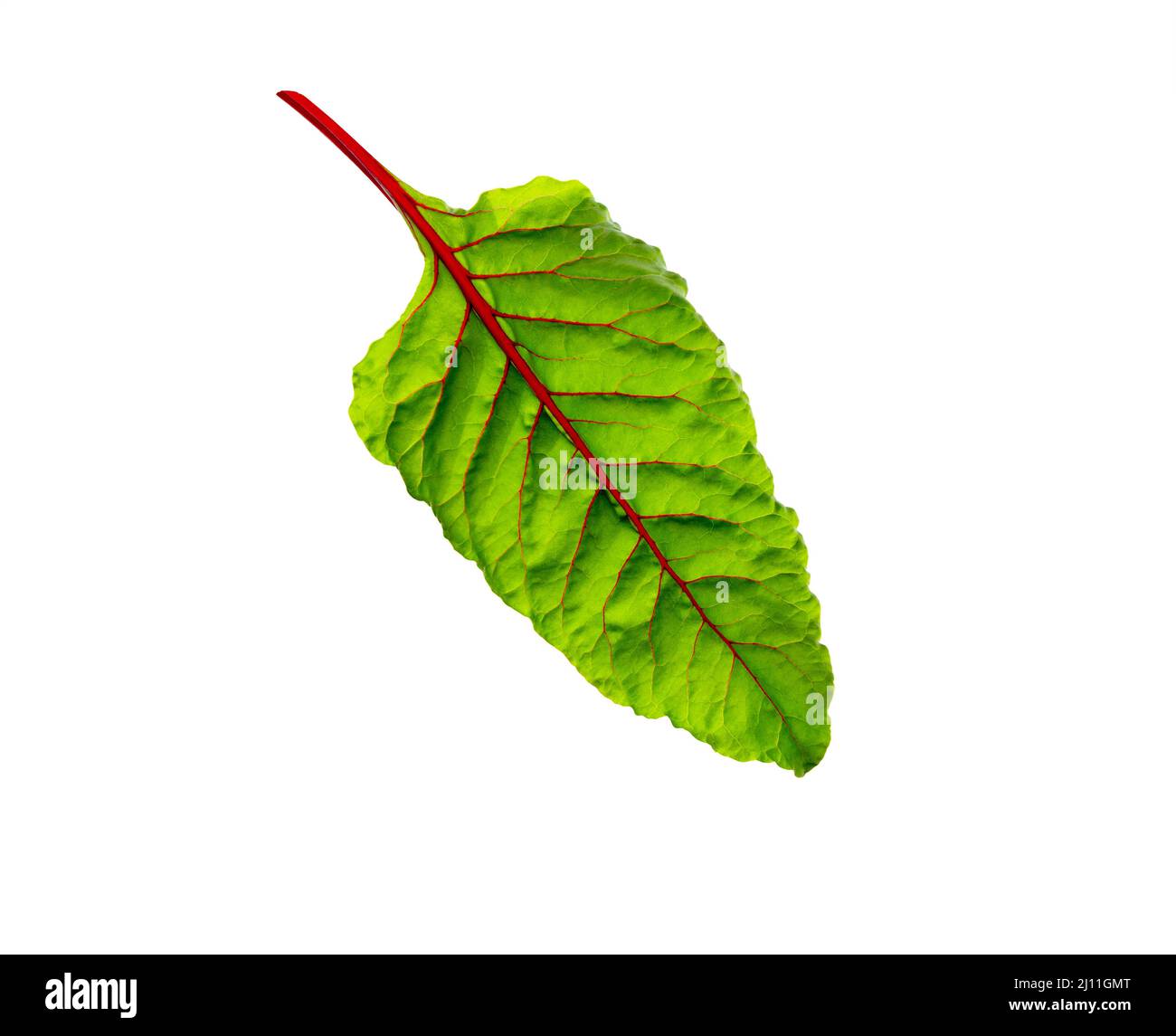Plant with purple leaves Cut Out Stock Images & Pictures - Alamy
