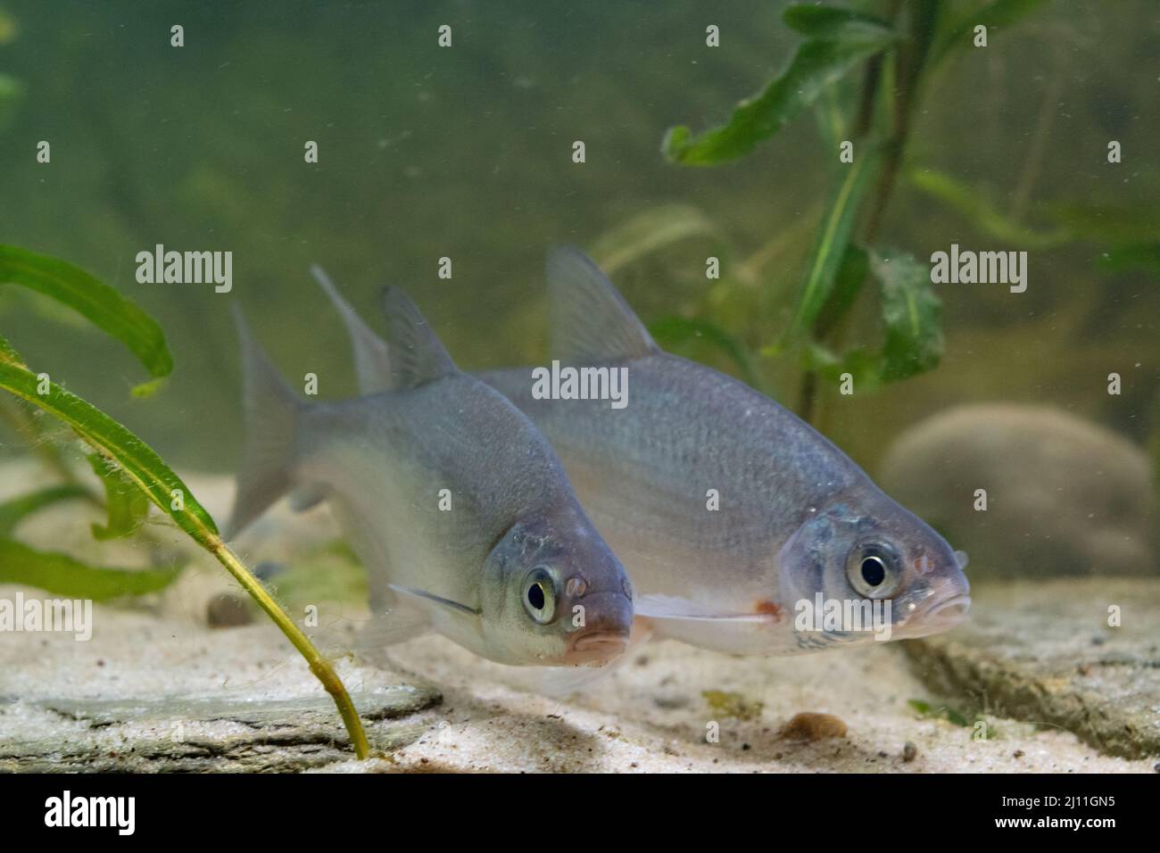 Common bream left and silver bream right Stock Photo - Alamy