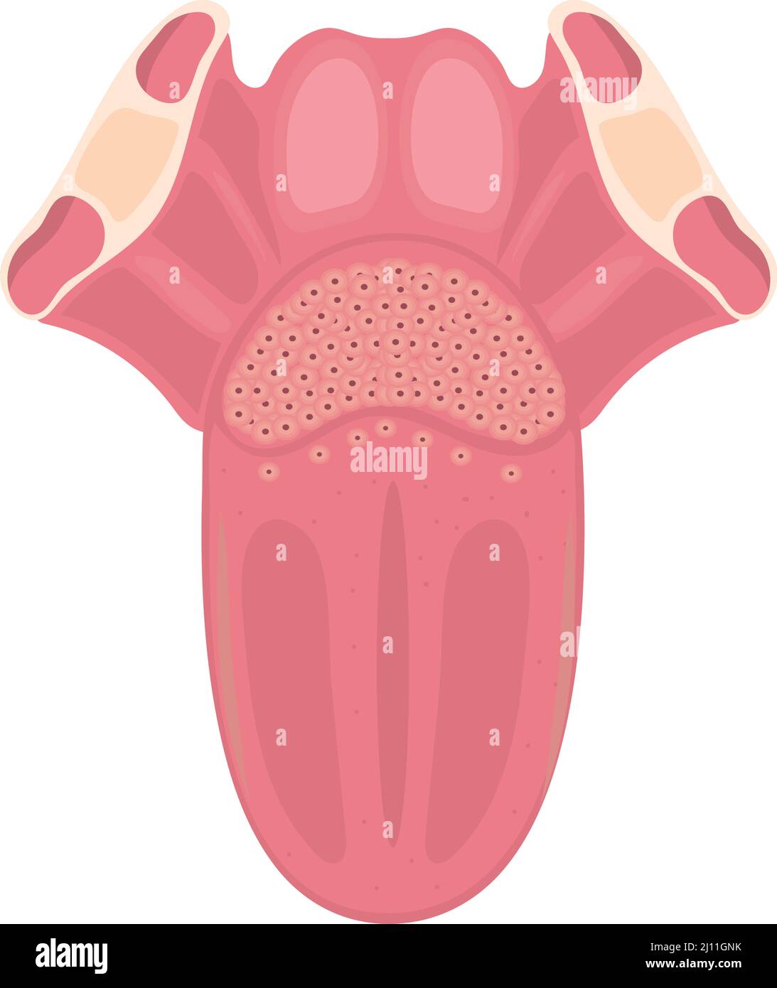 tongue human body part Stock Vector Image & Art - Alamy