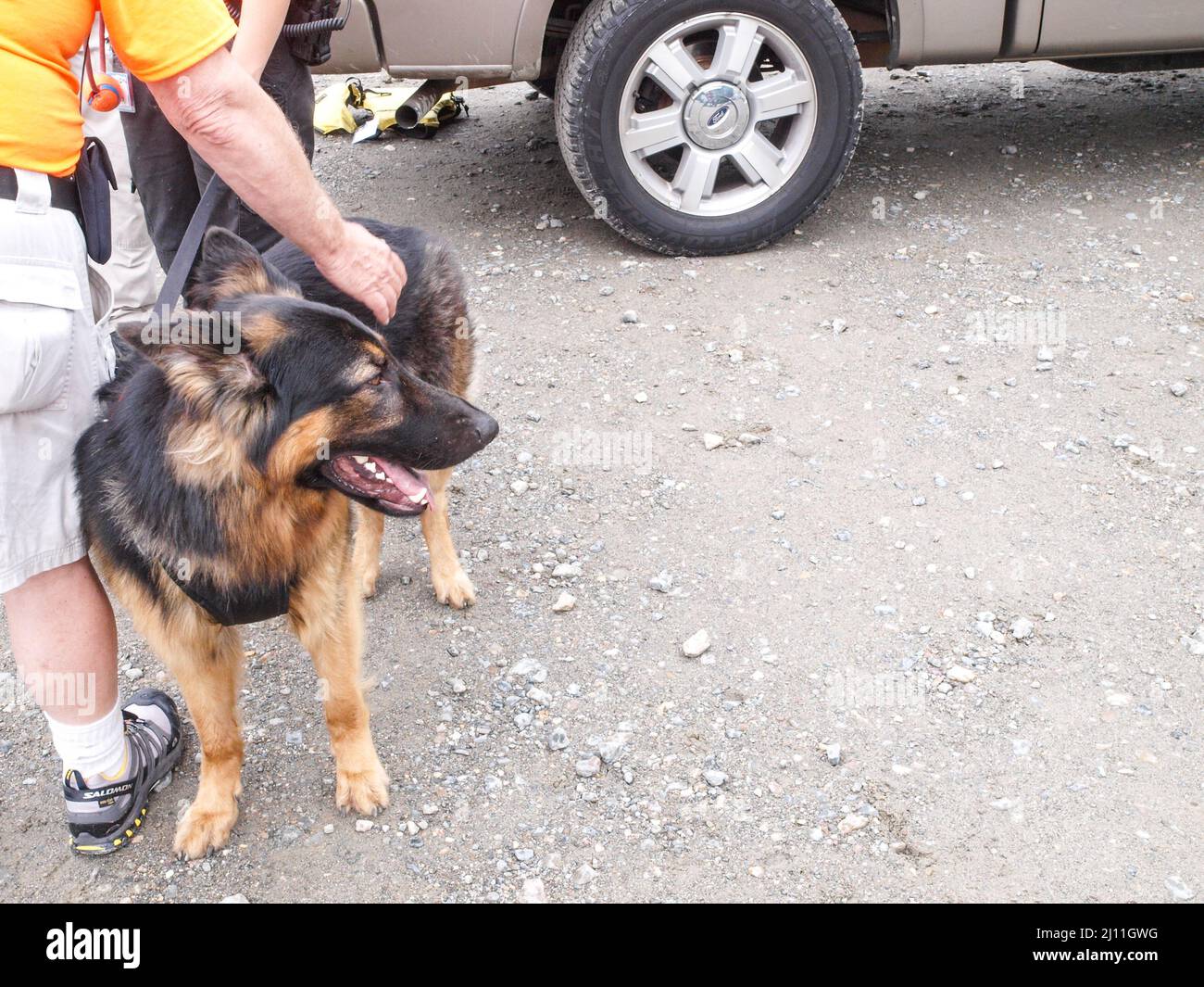 Search and Rescue Dog. Water Rescue Drill Stock Photo - Alamy