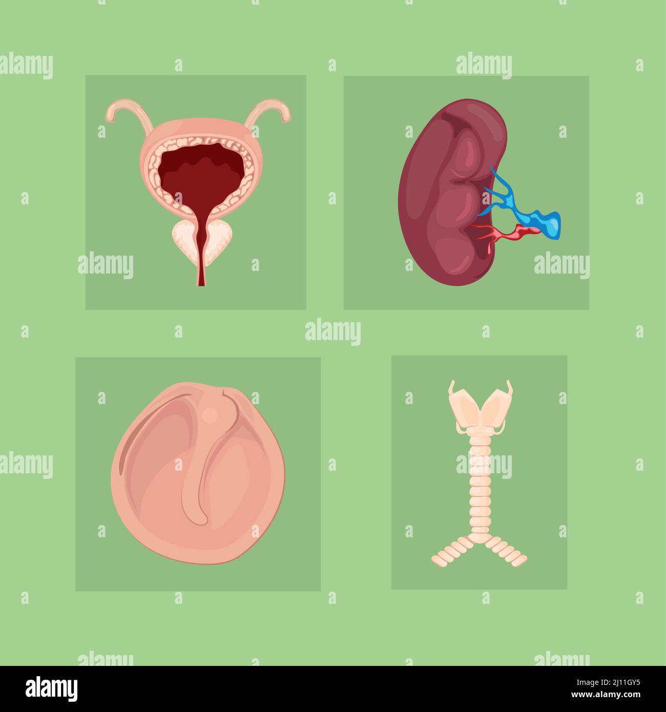 Healthy internal organs icons hi-res stock photography and images - Alamy