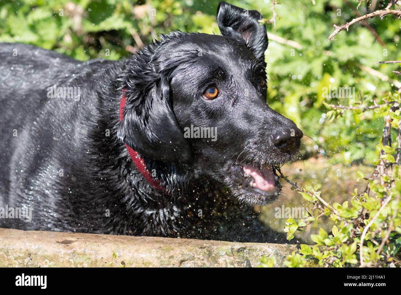 Portrait of a wet black Labrador shaking off water while standing in a ...