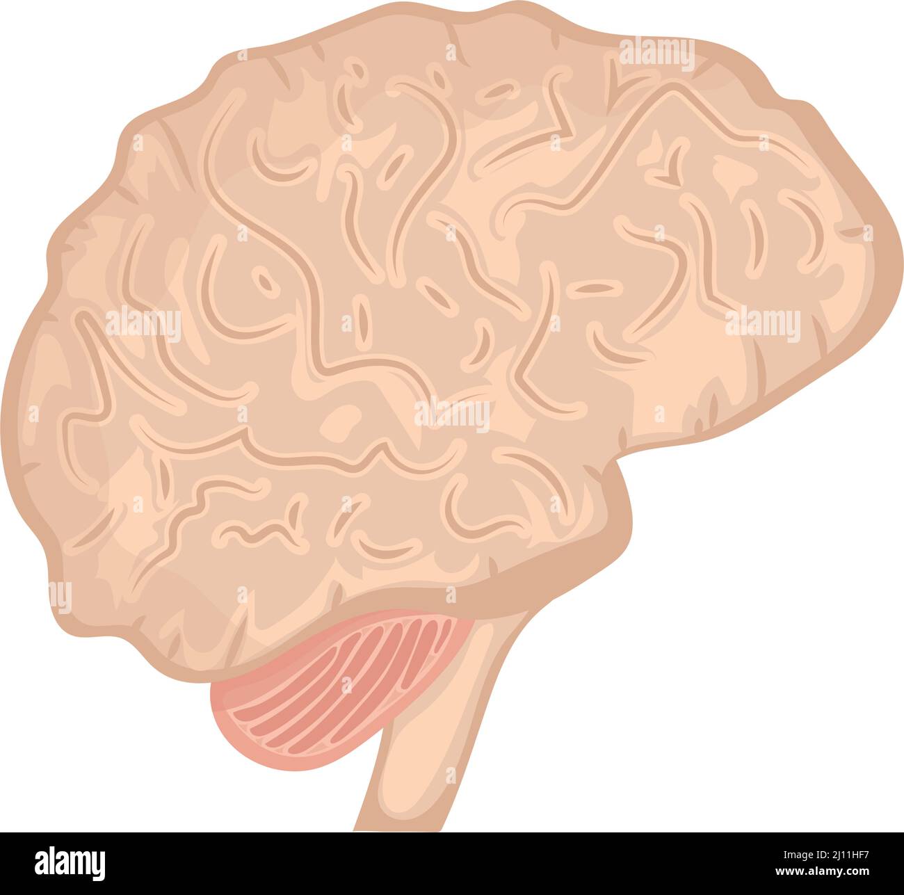 brain human body part Stock Vector Image & Art - Alamy