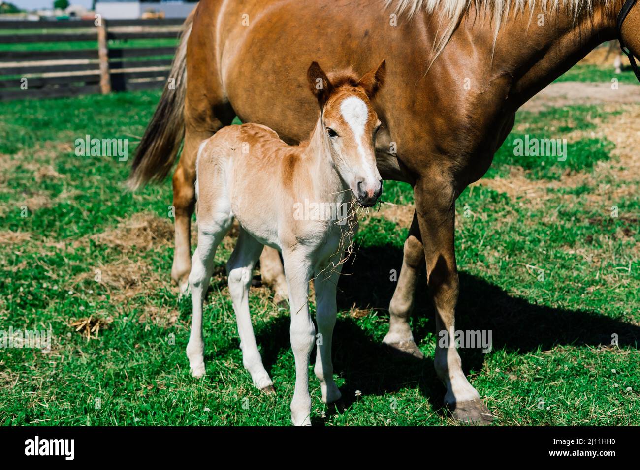 Horse mare and her very small foal in a farm Stock Photo - Alamy