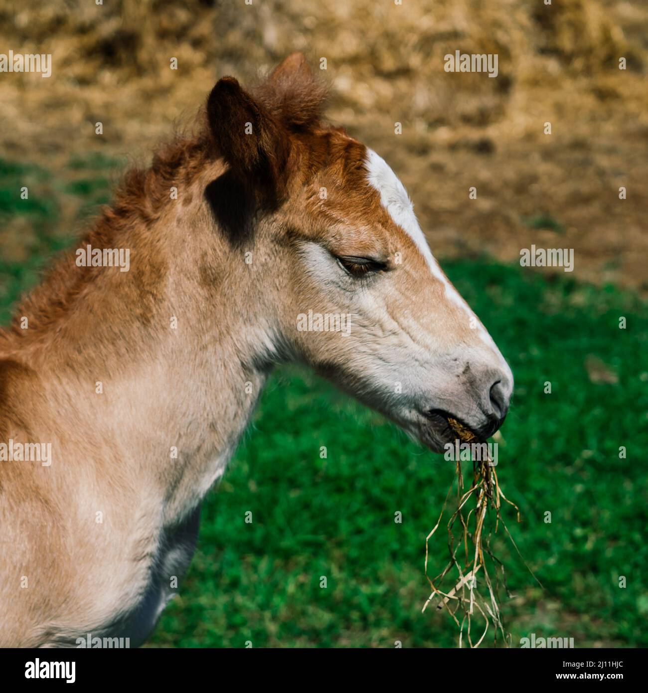 Horse mare and her very small foal in a farm Stock Photo - Alamy