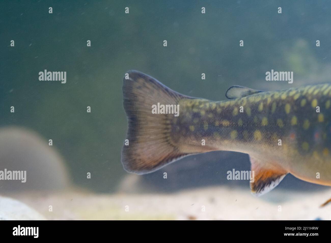 Species salvelinus fontinalis hi-res stock photography and images - Alamy